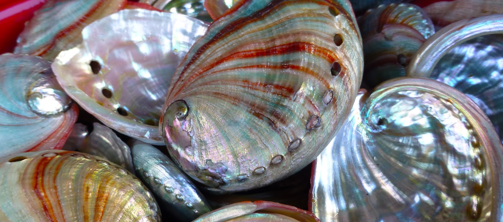 El Arte de la Orfebrería y Joyería : El abalón en Chile