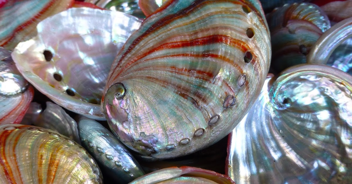 El Arte de la Orfebrería y Joyería : El abalón en Chile