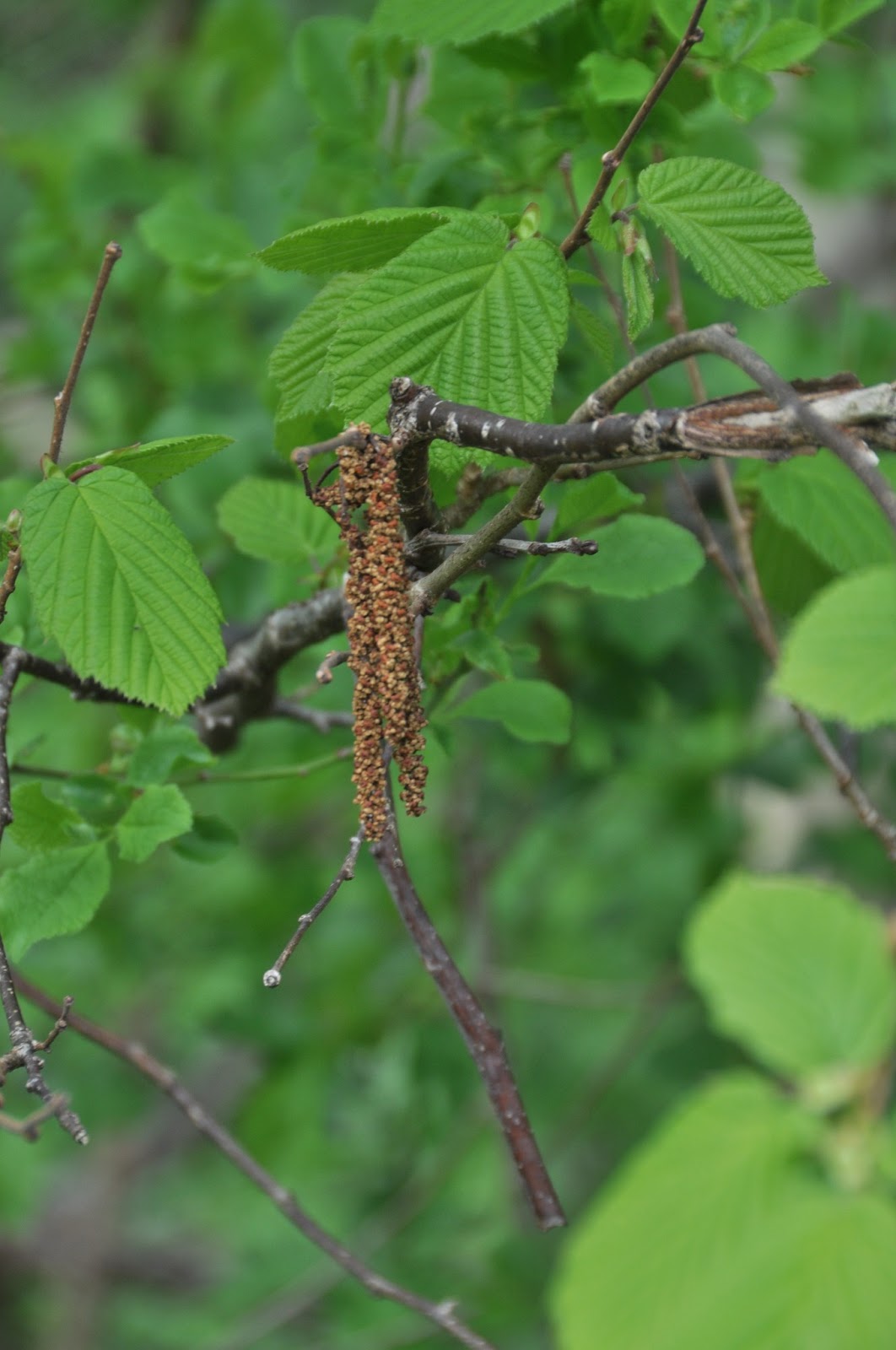 Plants Blog: Corylus avellana; ‘Common Hazel’
