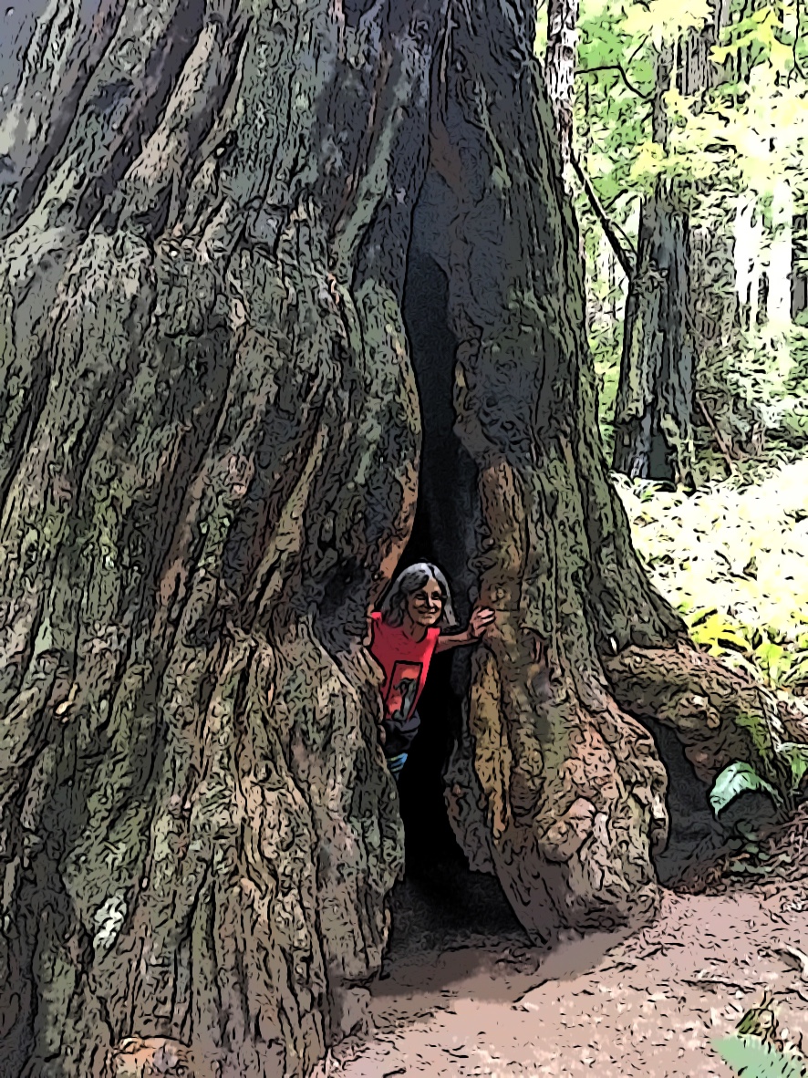 p e e z p i x: Keebler Tree