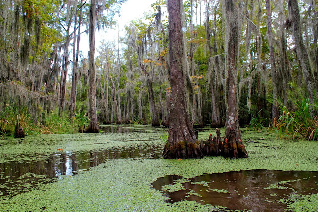 Here and There: LIFE ON THE BAYOU