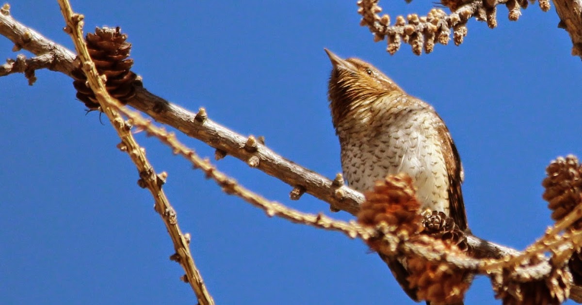 Découverte nature en Queyras: Le torcol fourmilier (jynx torquila)