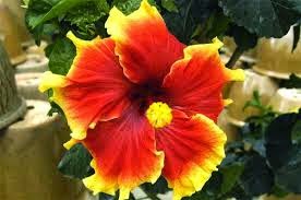 Health,Disease and Genetics: Gudhal flower – Medicinal value