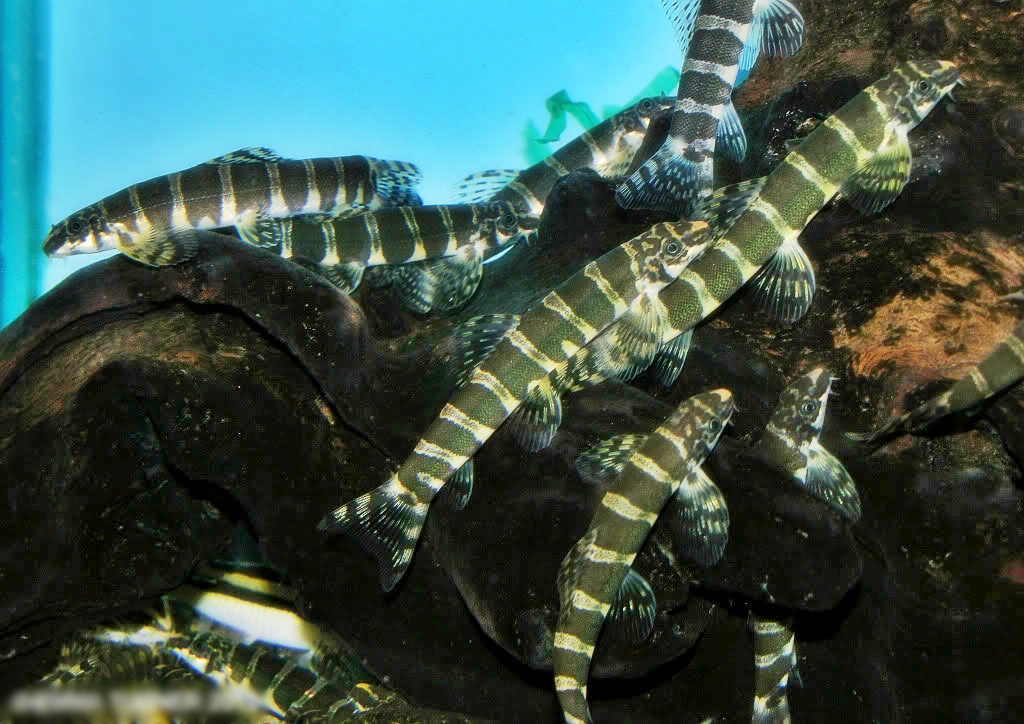 Ikan serpent loach - Akuarium Ikan Hias