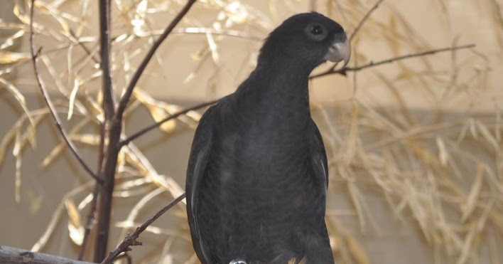 ZOOTOGRAFIANDO (6.100 ANIMALS): LORO NEGRO / BLACK PARROT (Coracopsis ...