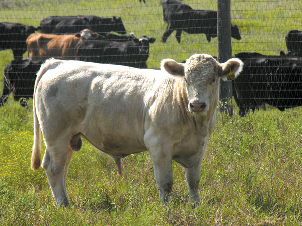 All About Animal Wildlife: Bull Images and Facts