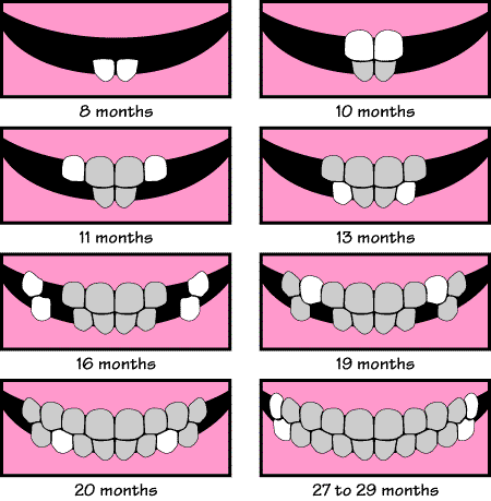 MED-nificent: Eruption Sequence of baby teeth (deciduous teeth)