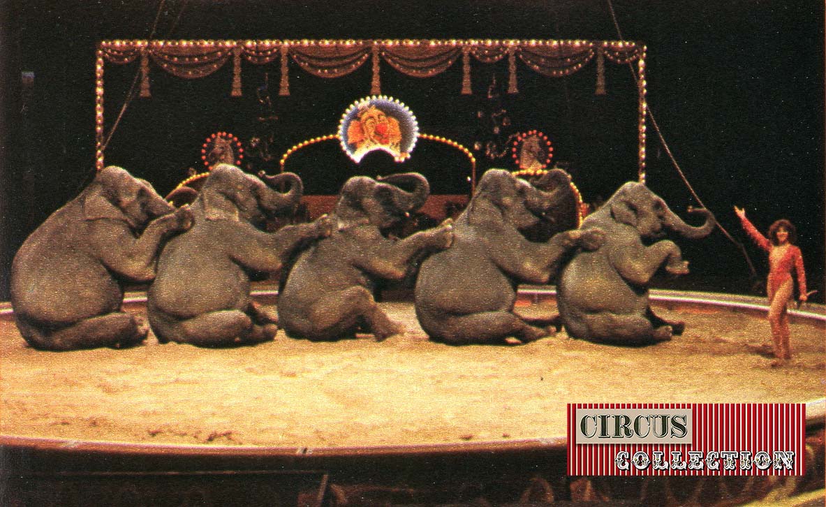 Circus -Collection: Les éléphants au cirque Knie 1980-1989