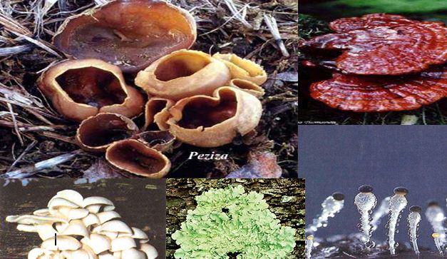 Ciri umum Kingdom Fungi