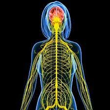 El Sistema Nervioso by: Milielkis Marte : Los Nervios