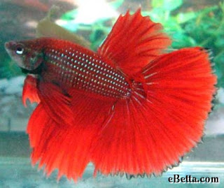 Nature Lover: Betta Fish