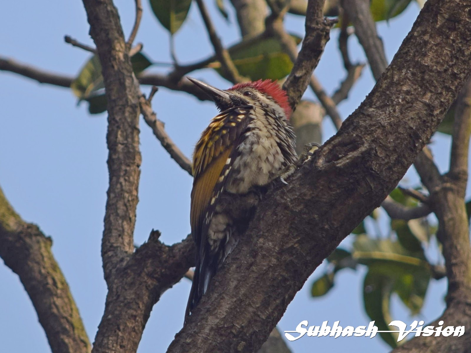 Birds in Bihar: A walk through MIT Campus Muzaffarpur