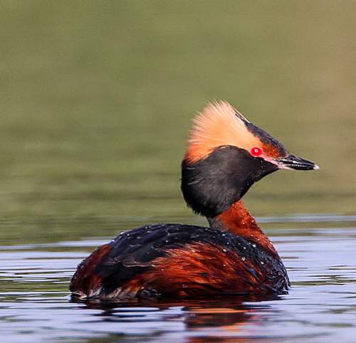 Horned grebe | Birds of India | Bird World