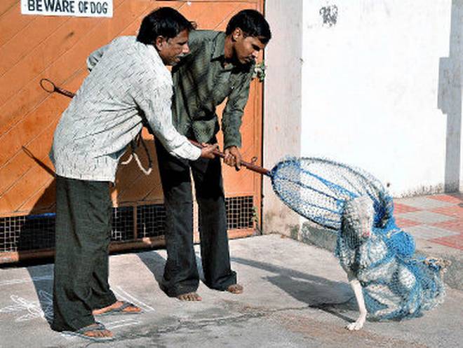 CHINAR SHADE : THE STORY OF THE STRAY DOGS IN MATTAN TOWN OF KASHMIR