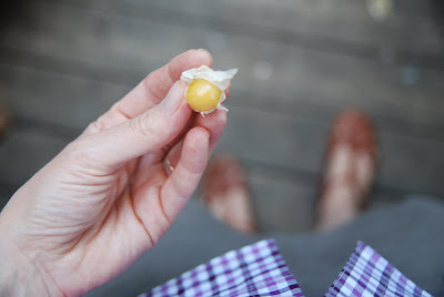 tend: ground cherries