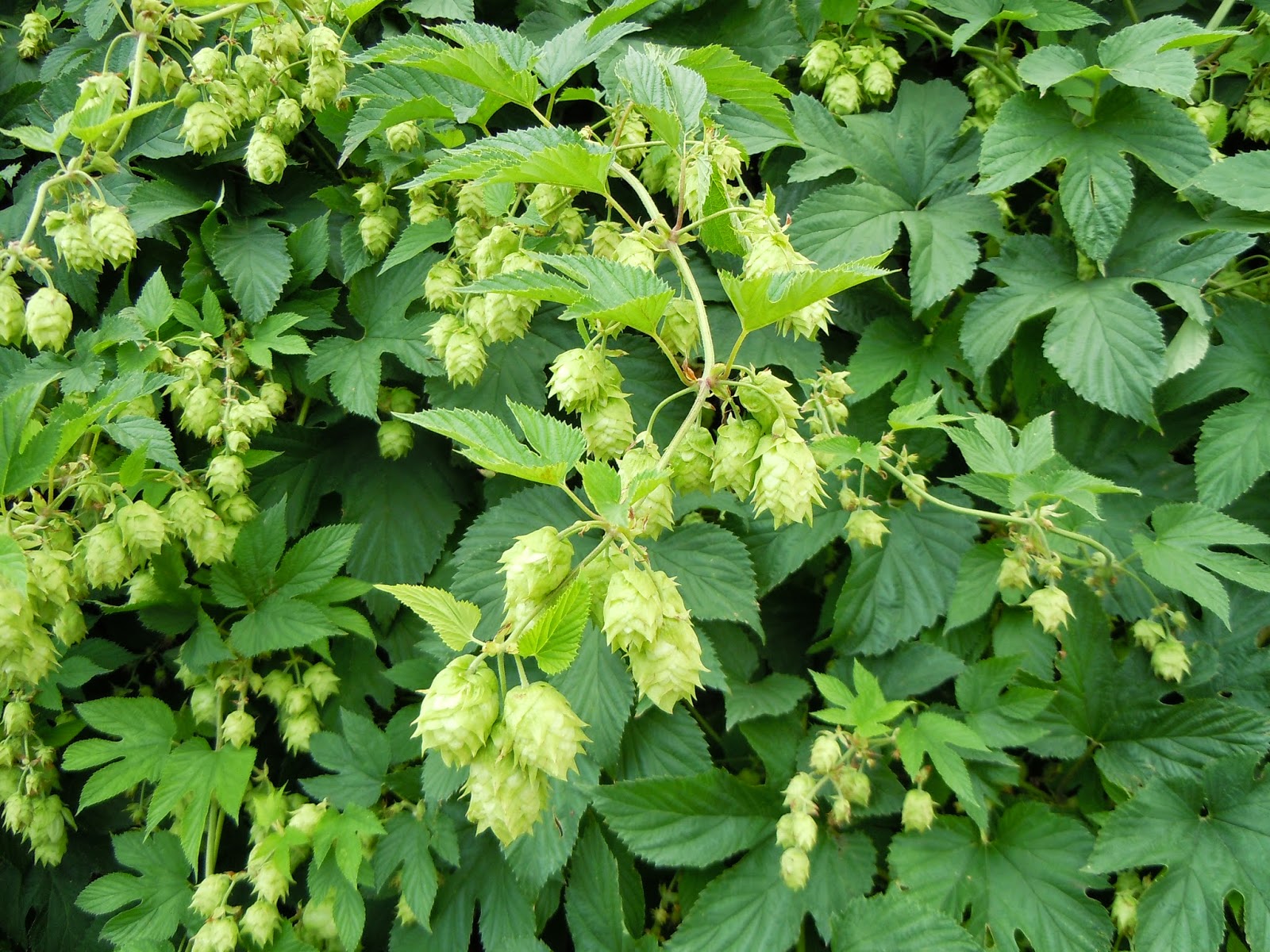 Hmelj (Humulus Lupulus L.) ~ Narodno liječenje biljem