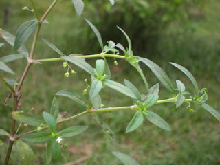 MANFAAT RUMPUT MUTIARA ~ berbagi