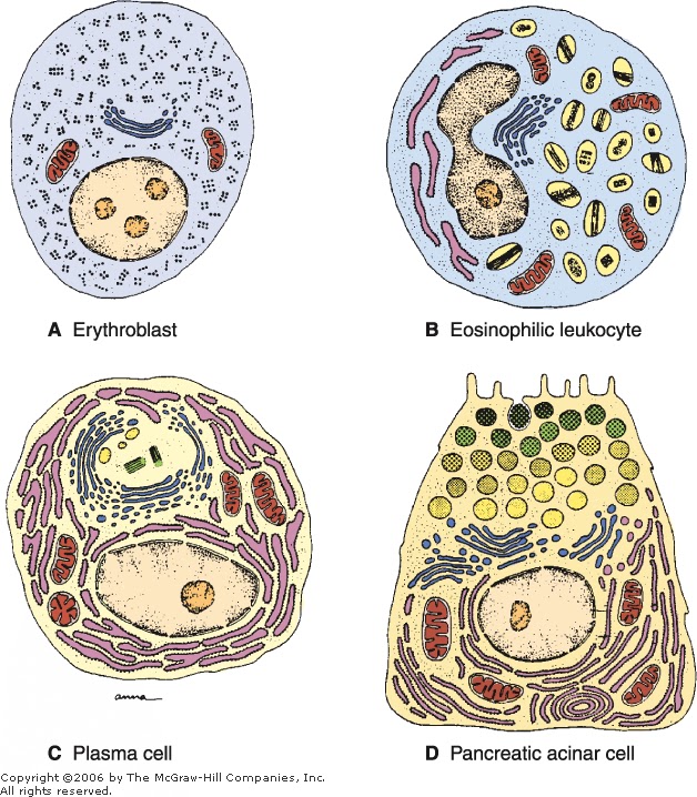 De Histology: Ribosomes