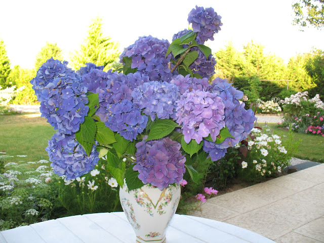 Roses du jardin Chêneland: Bouquet d'Hortensias