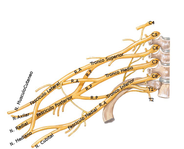 Plexo braquial