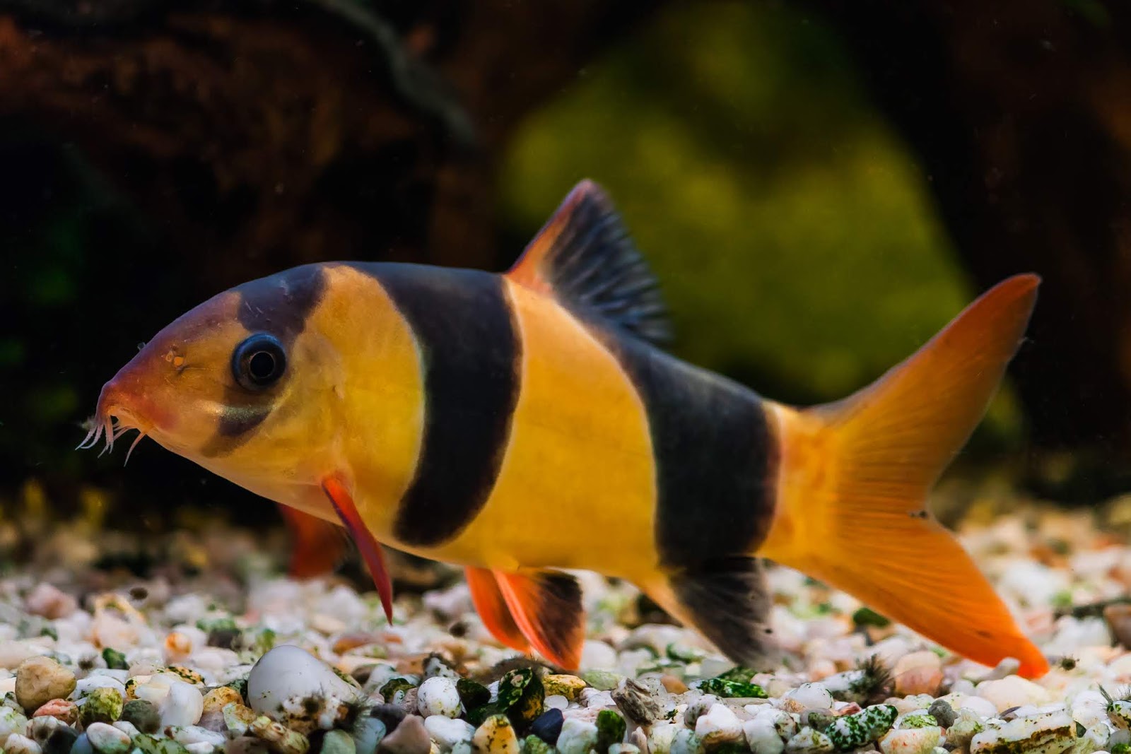 Secrets of Successful Loach Fish Maintenance - fish-hobbyist