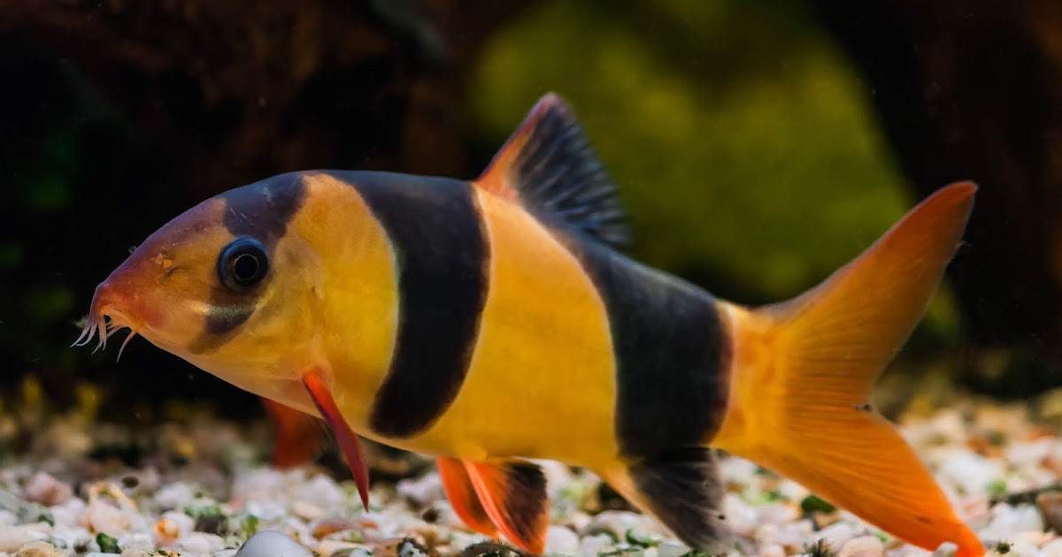 Secrets of Successful Loach Fish Maintenance - fish-hobbyist