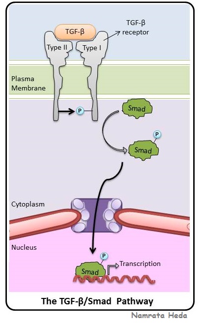 B for Biology: Signal Transduction Pathway - The TGF-β/Smad Pathways