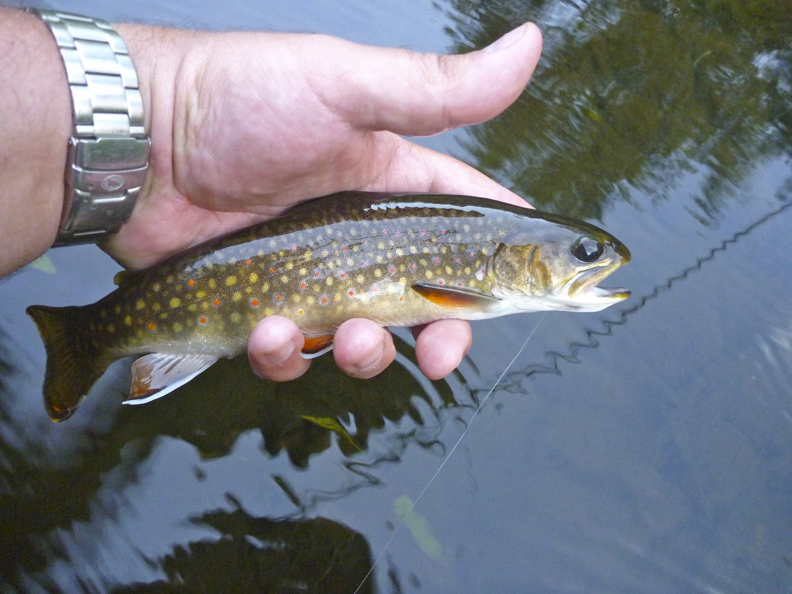 Atlantic Salmon Flies: Ausable Wulff and Bomber: Enlarged Trout Flies ...