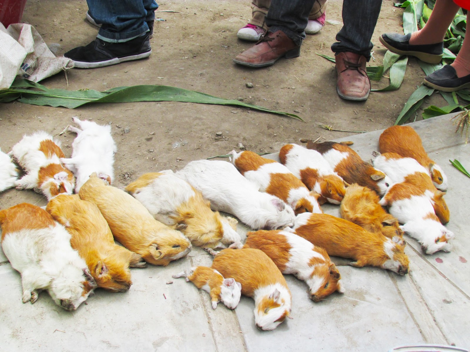 MÁS DE 400 CUYES MUEREN POR ENVENENAMIENTO ~ NOTICIAS DE BARRANCA