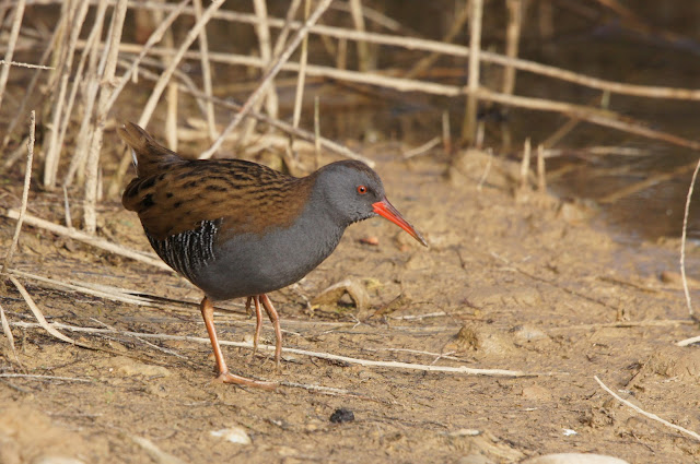 Pasión por las aves: Rascón europeo.(Rallus aquaticus)