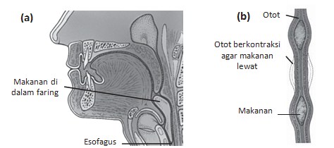Organ Organ Pencernaan Pada Manusia | Biologi and Scinece