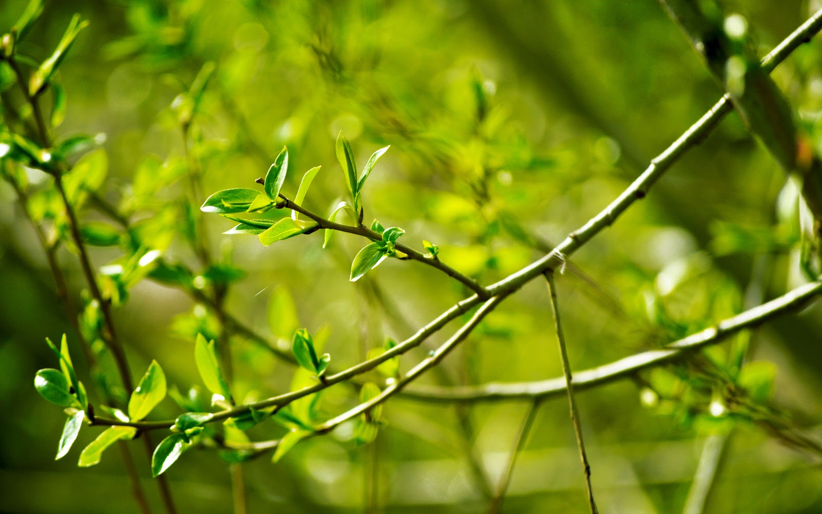 wallpapernarium: Lindas ramas de árbol muy verdes