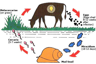 Magh Ag Sci: The Liver Fluke