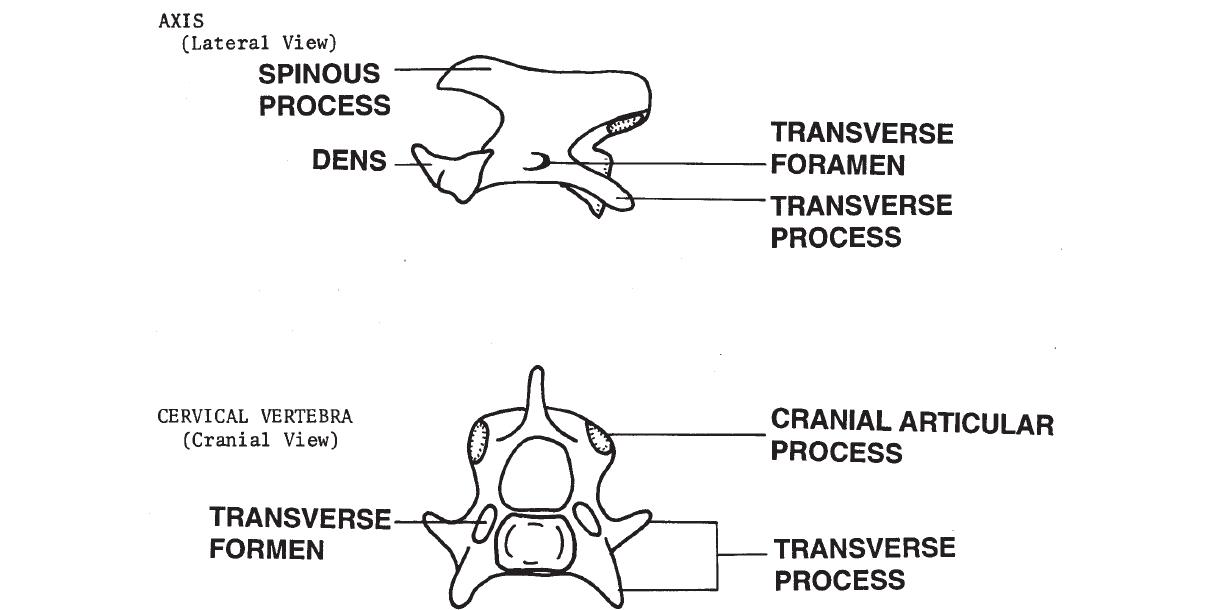 Master of Animal Studies (Animal Physiotherapy)
