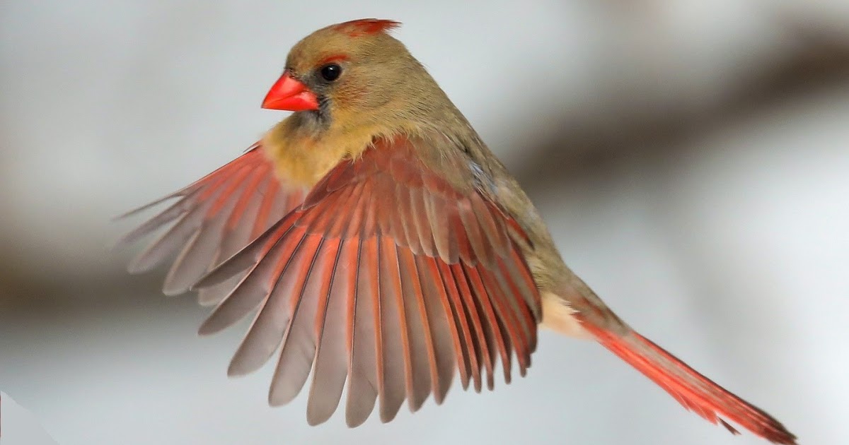Ohio Birds and Biodiversity: Female Northern Cardinal, in flight