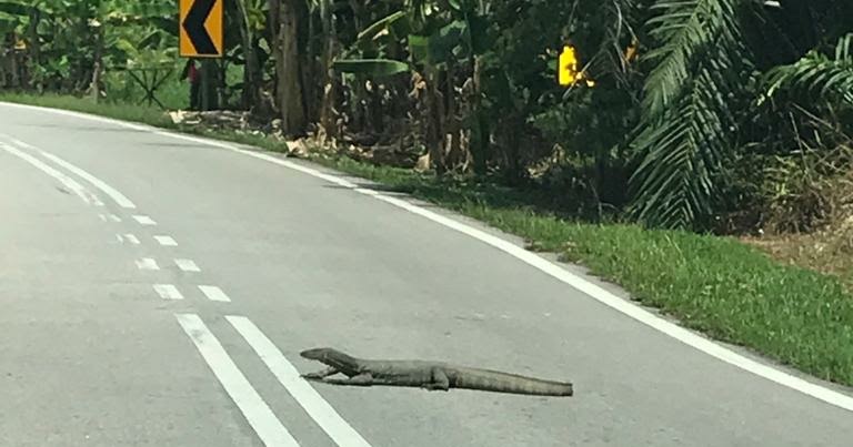 Biawak Di Tengah Jalan