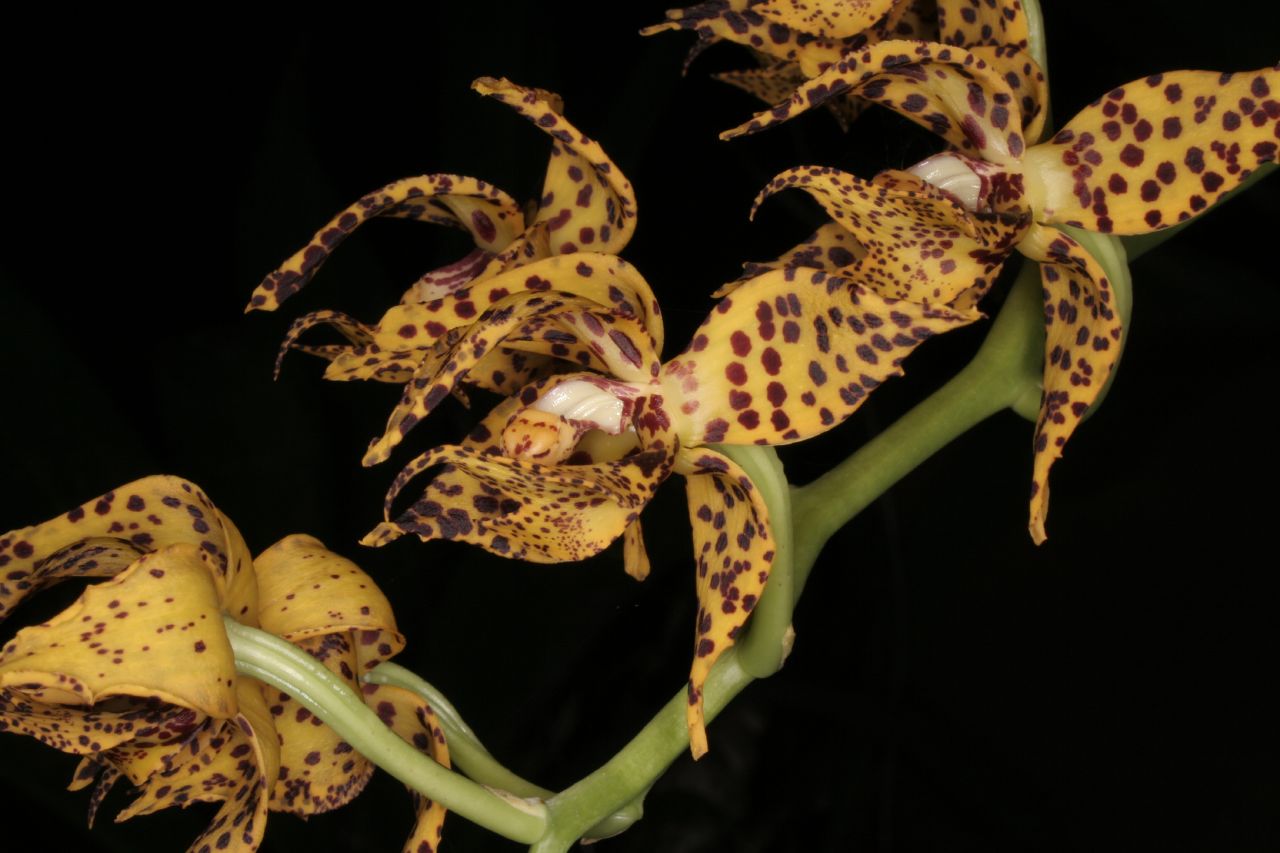 EXPOR ORQUIDEAS.COM: Clowesia - Mormode - Cycnoches