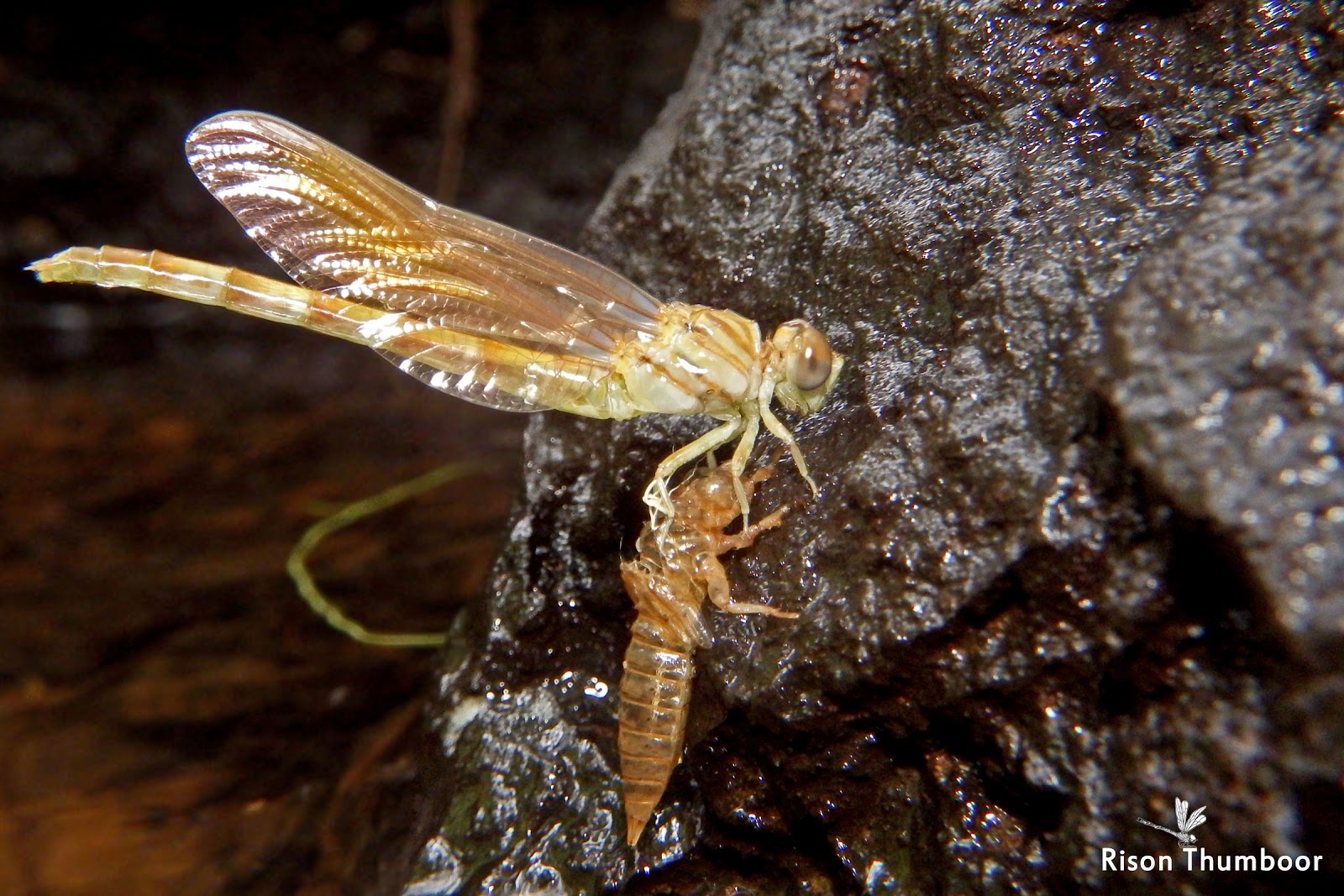 Dragonflies and Damselflies Of Kerala: Common Hooktail or Lined ...