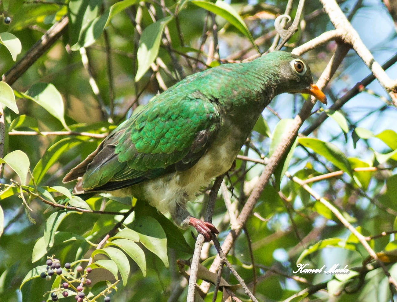 SOUTH EAST ASIA BIRDS - Malaysia birds paradise: Jambu fruit dove ...