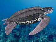 Leatherback-turtle | Facts About All