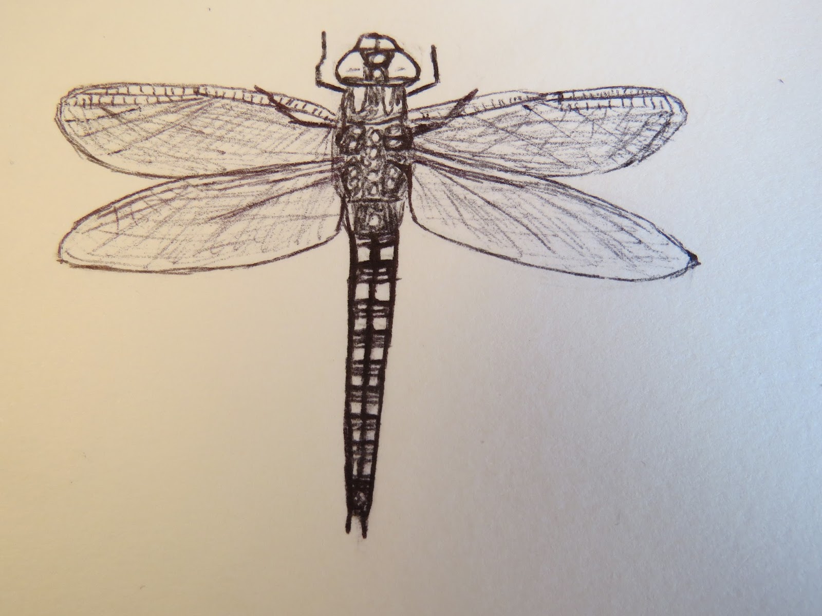 The Autistic Naturalist: How To Draw: Dragonflies and Damselflies