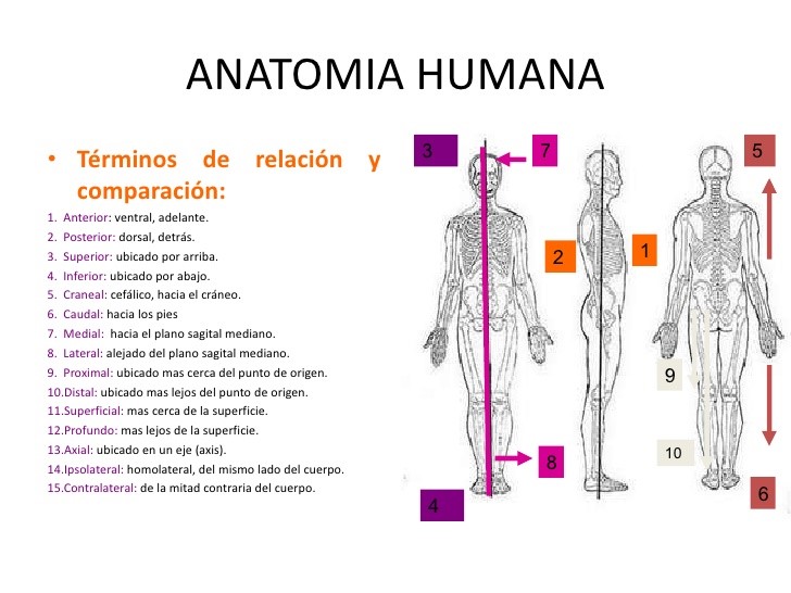 EL TRIO BABEL : Definicion de Tesauro