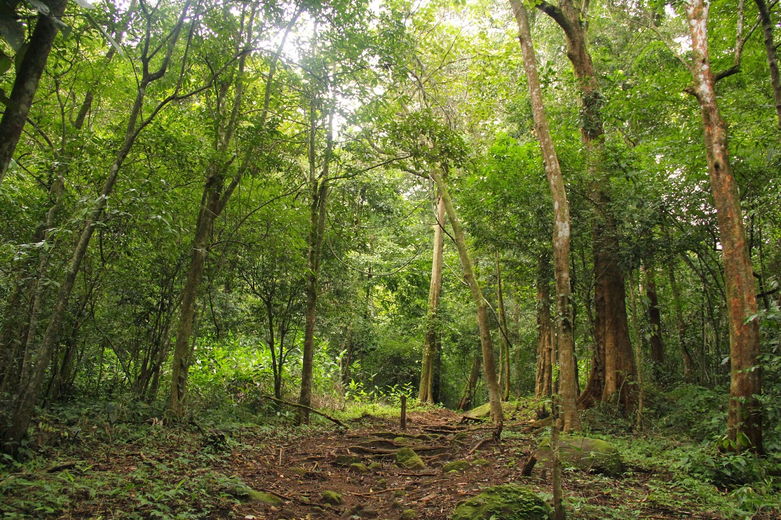Falcons Mania: Tribal Settlement Valparai