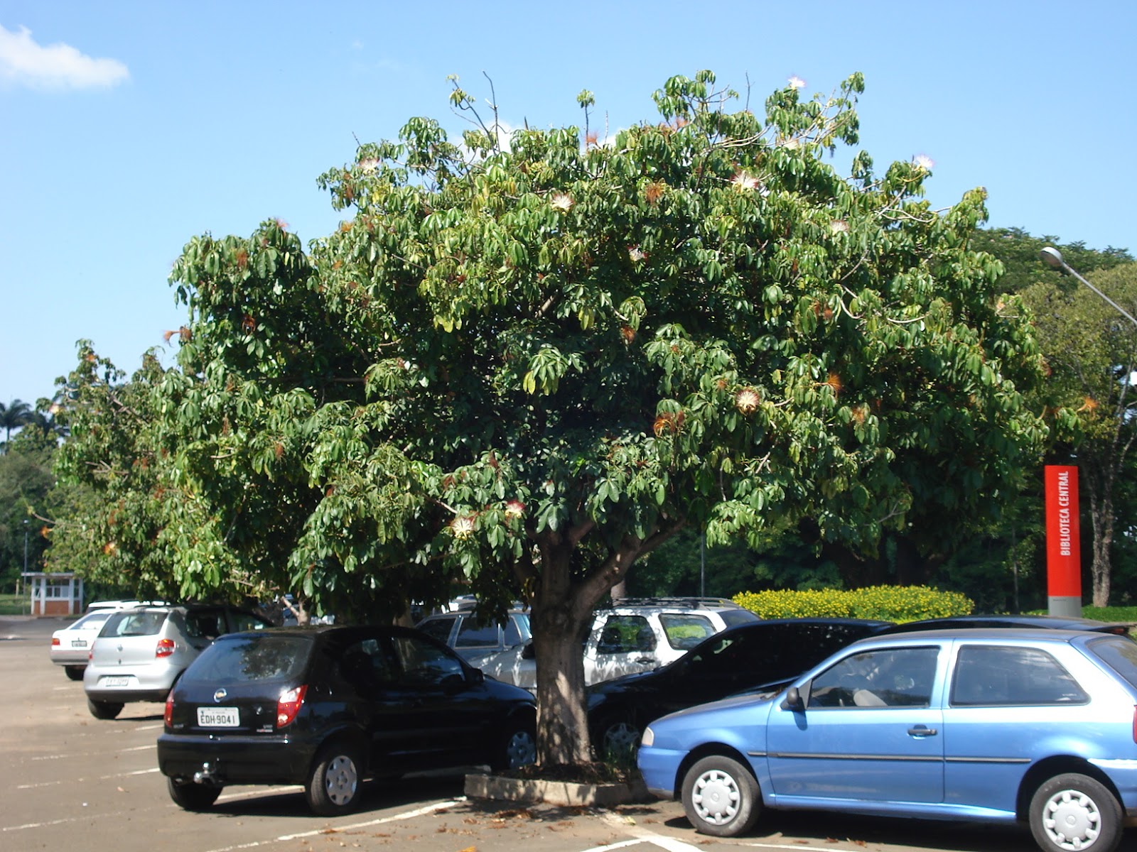 arboreo.net: Munguba (Pachira aquatica Aubl)