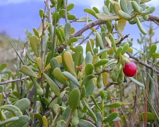 D&N SUKSES GEMILANG: Pohon Gharqad di Akhir Zaman bagi Bangsa Yahudi