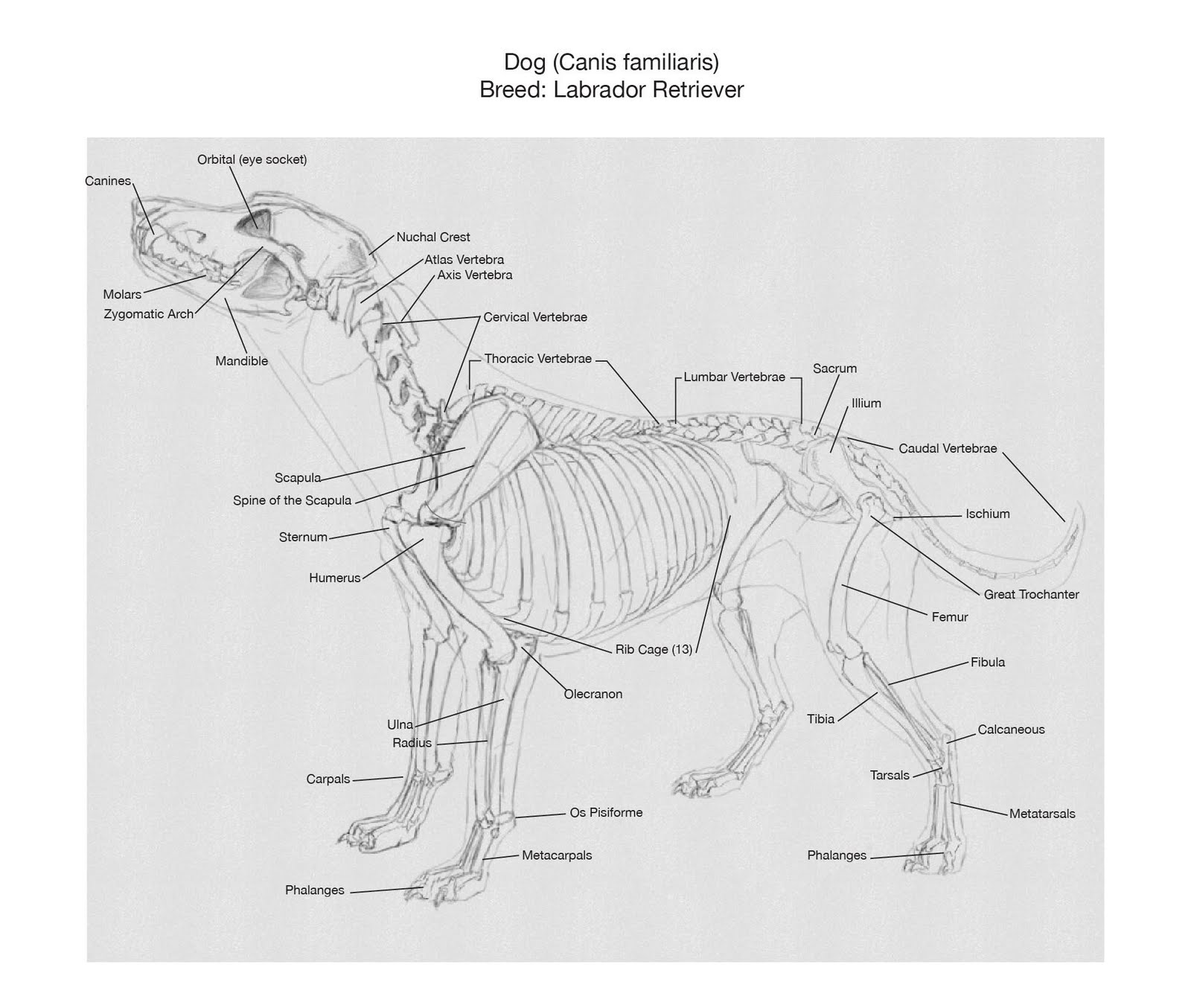 JKT ART: Introduction to Animal Drawing and Anatomy