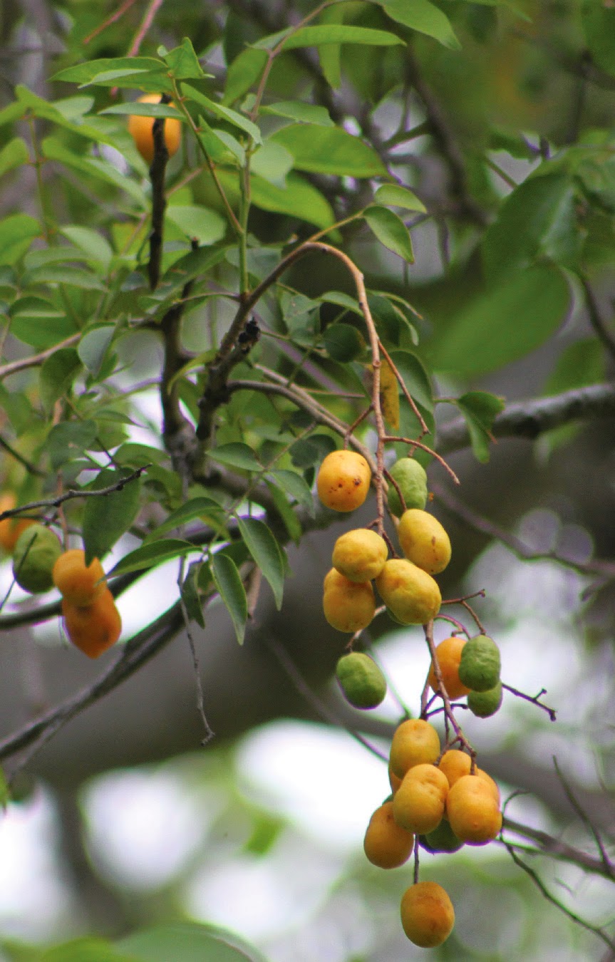 Gastronomochicas: Frutas de aquí