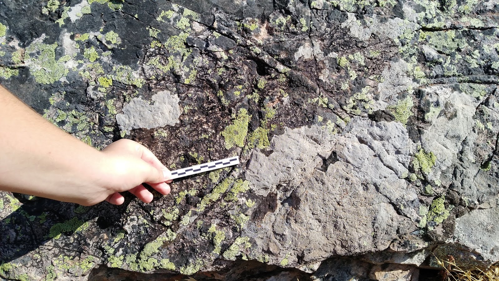 Arroba de los Montes: EL GUSANO GIGANTE FOSIL(Paleoficus tubularis) EN ...