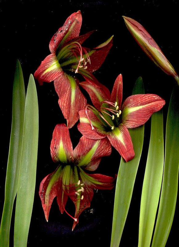LEAVES OF GRASS: SCANNING FLOWERS... ESCANEANDO FLORES