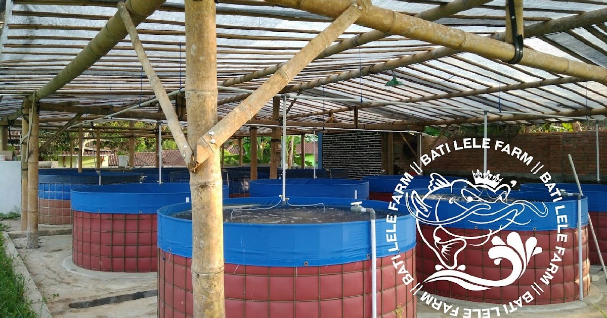 KEGIATAN - BATI LELE FARM